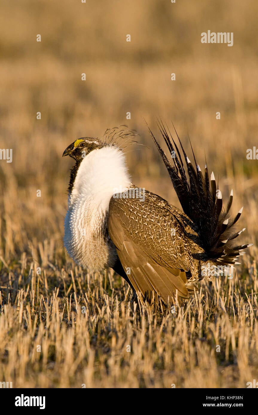 Sage Grouse (Centrocercus urophasianus) male in courtship display at ...