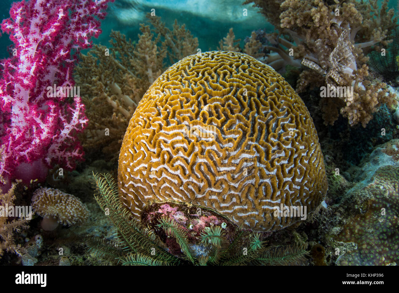 Coral (Mussidae), Raja Ampat Islands, Indonesia Stock Photo - Alamy
