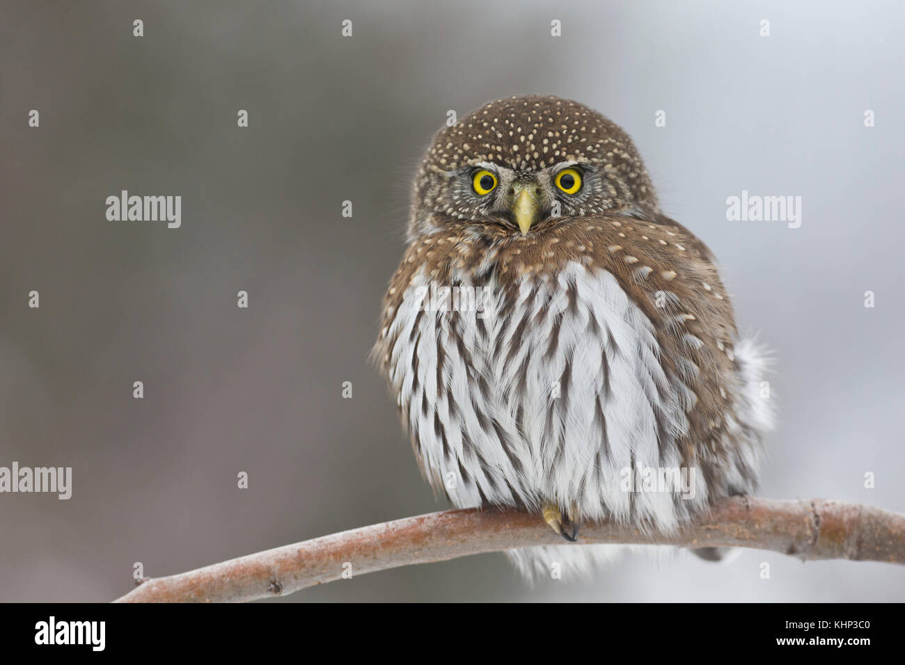 Mountain Pygmy-Owl (Glaucidium gnoma), Troy, Montana Stock Photo - Alamy
