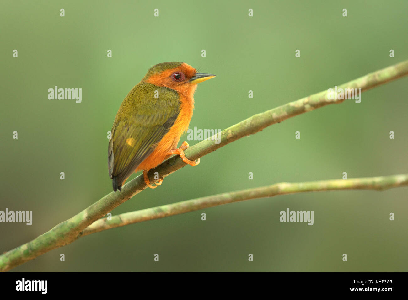 "Rufous Piculet (Sasia abnormis) female, Johor, Malaysia Stock Photo ...
