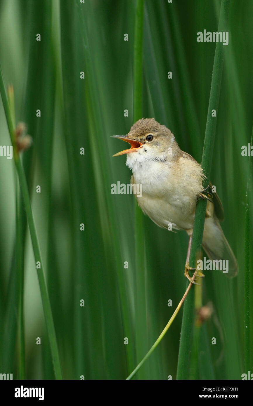 Eurasian Reed-Warbler (Acrocephalus scirpaceus) calling, Netherlands ...