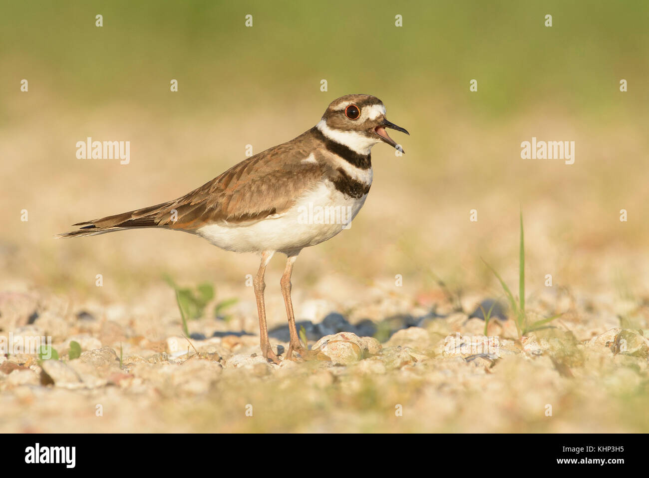 Killdeer (Charadrius vociferus) calling, Texas Stock Photo - Alamy