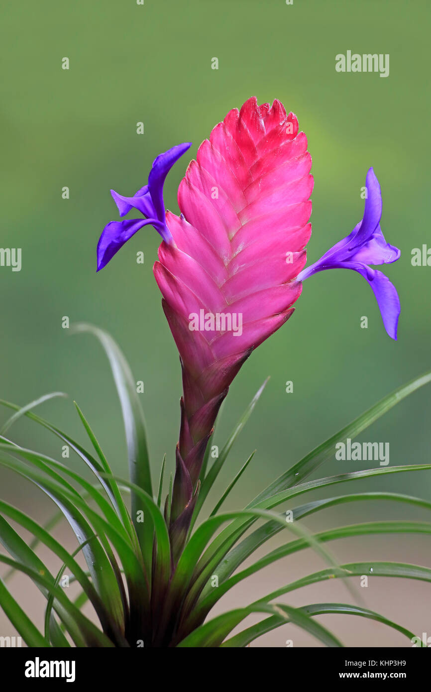Airplant (Tillandsia cyanea) flowers, Germany Stock Photo - Alamy