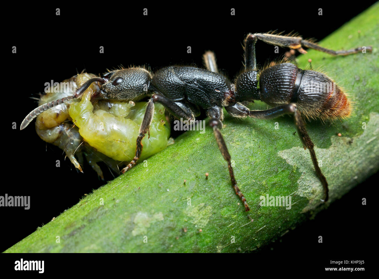 Sumatra selatan High Resolution Stock Photography and Images - Alamy