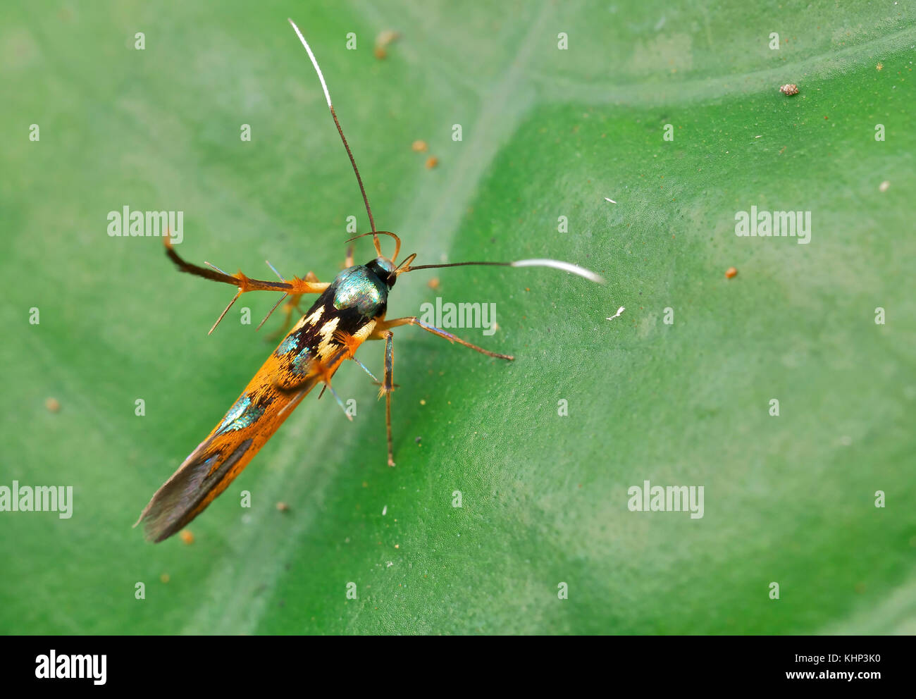 Moth (Stathmopodidae), wasp mimic, Mount Isarog National Park ...