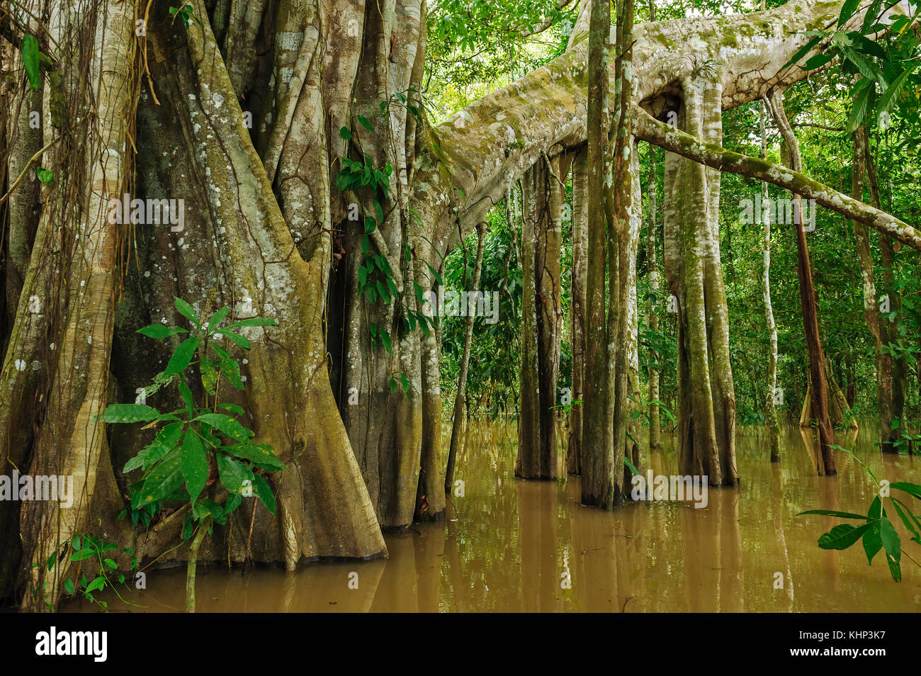 Fig (Ficus sp) tree with exposed stilt roots in flooded forest of the ...