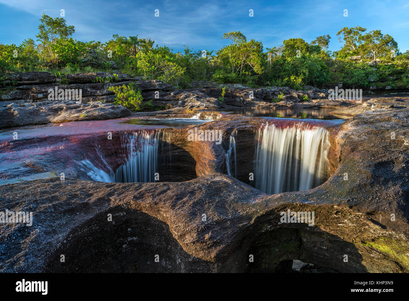 Riverweed (Macarenia clavigera) in river with waterfall, Cano Cristales ...