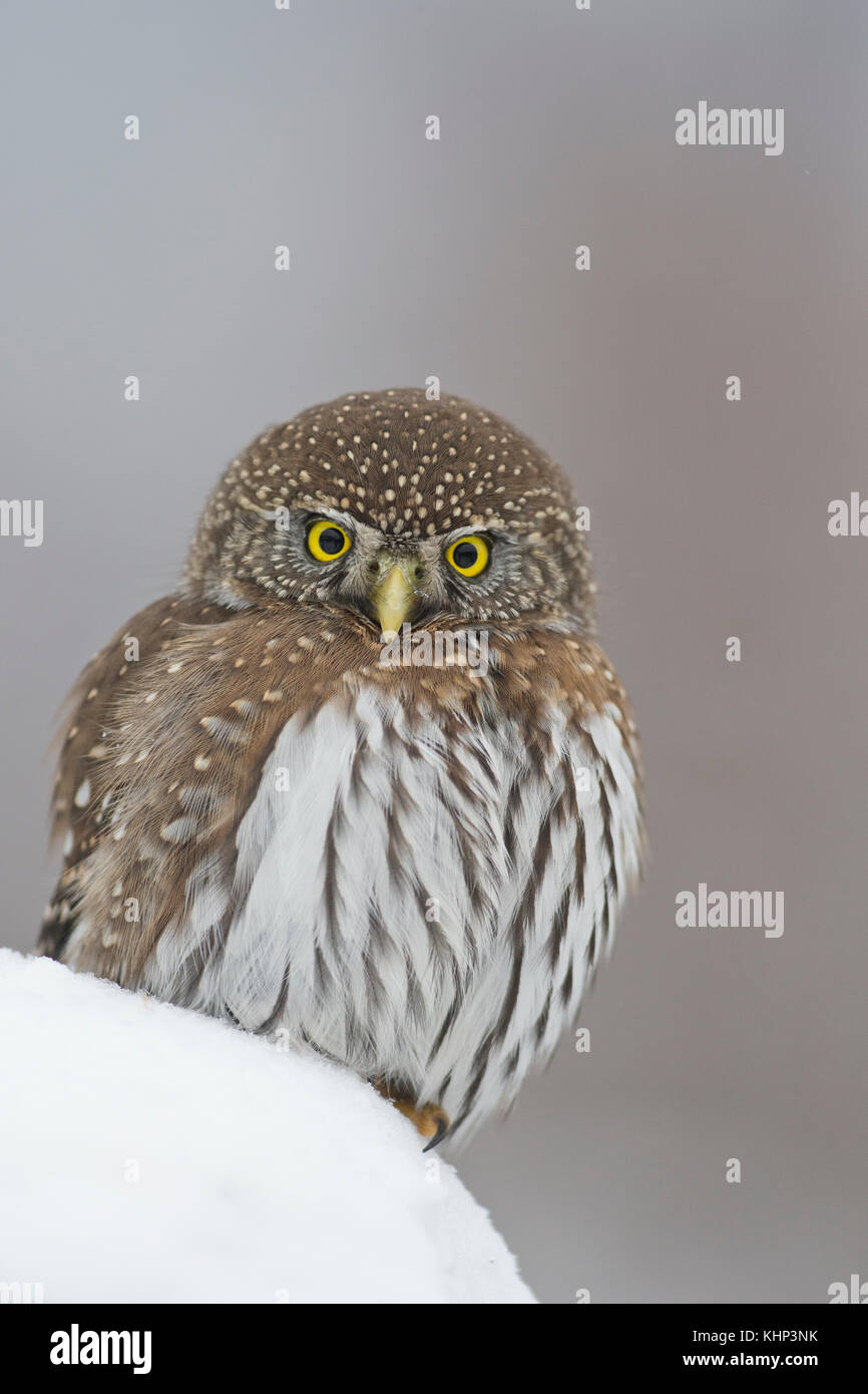 Mountain Pygmy-Owl (Glaucidium gnoma), Troy, Montana Stock Photo - Alamy