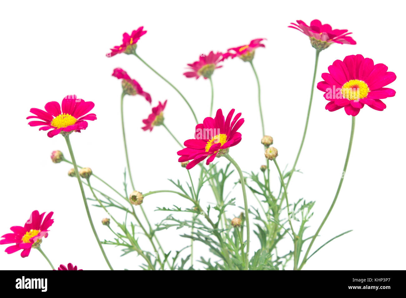 Red daisy flower isolated on white background Stock Photo - Alamy