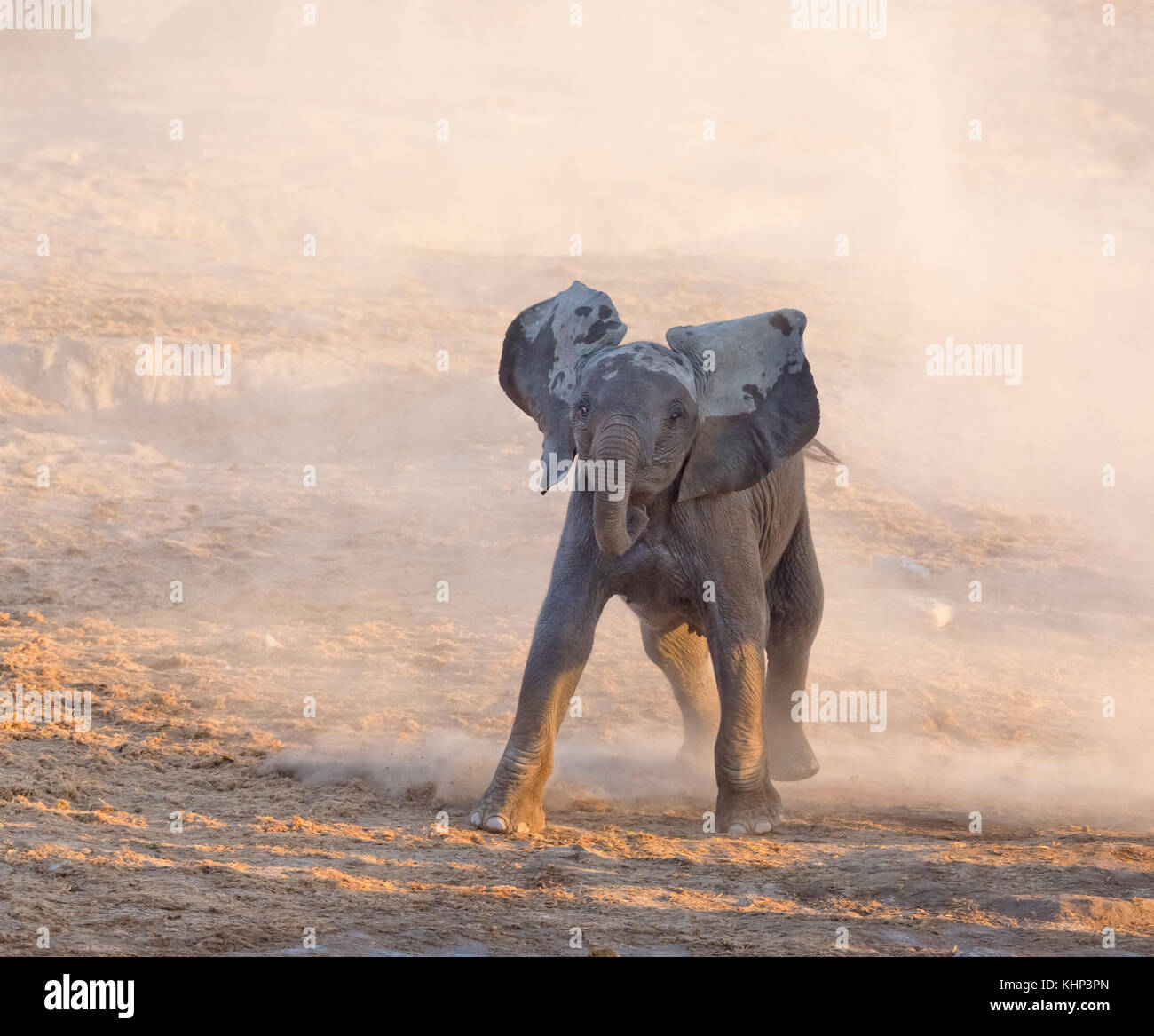 African Elephant (Loxodonta africana) calf running, Etosha National ...