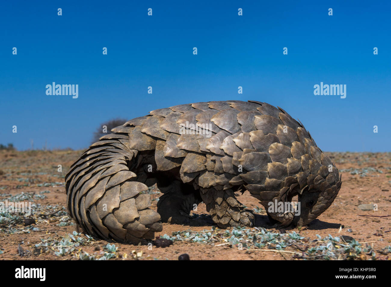 Cape Pangolin (Manis temminckii), Limpopo, South Africa Stock Photo - Alamy