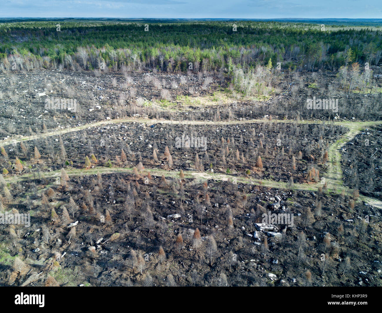 Burned boreal forest after widespread forest fire of summer 2016 caused ...