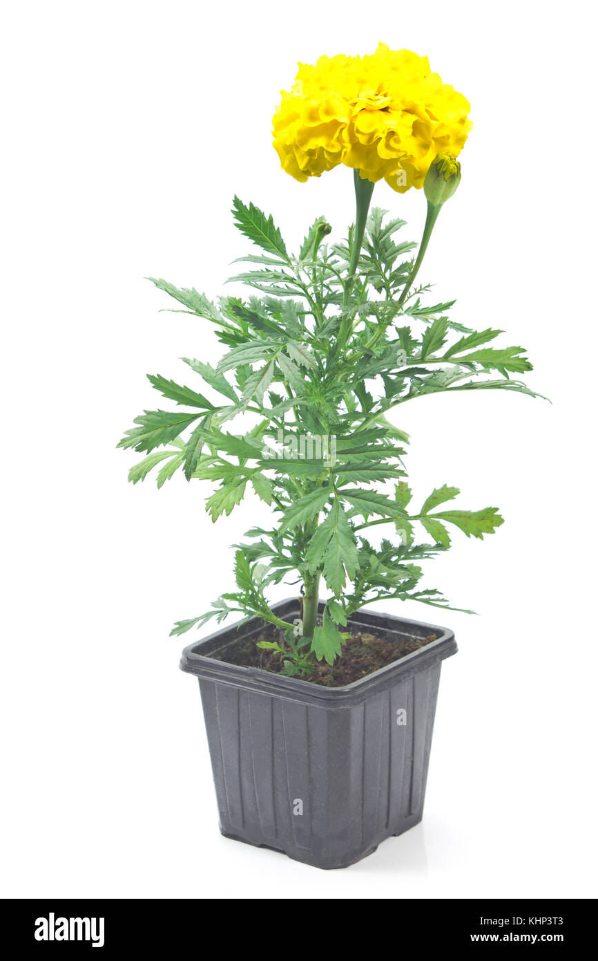 Tagetes yellow flower in pot isolated on white background Stock Photo ...