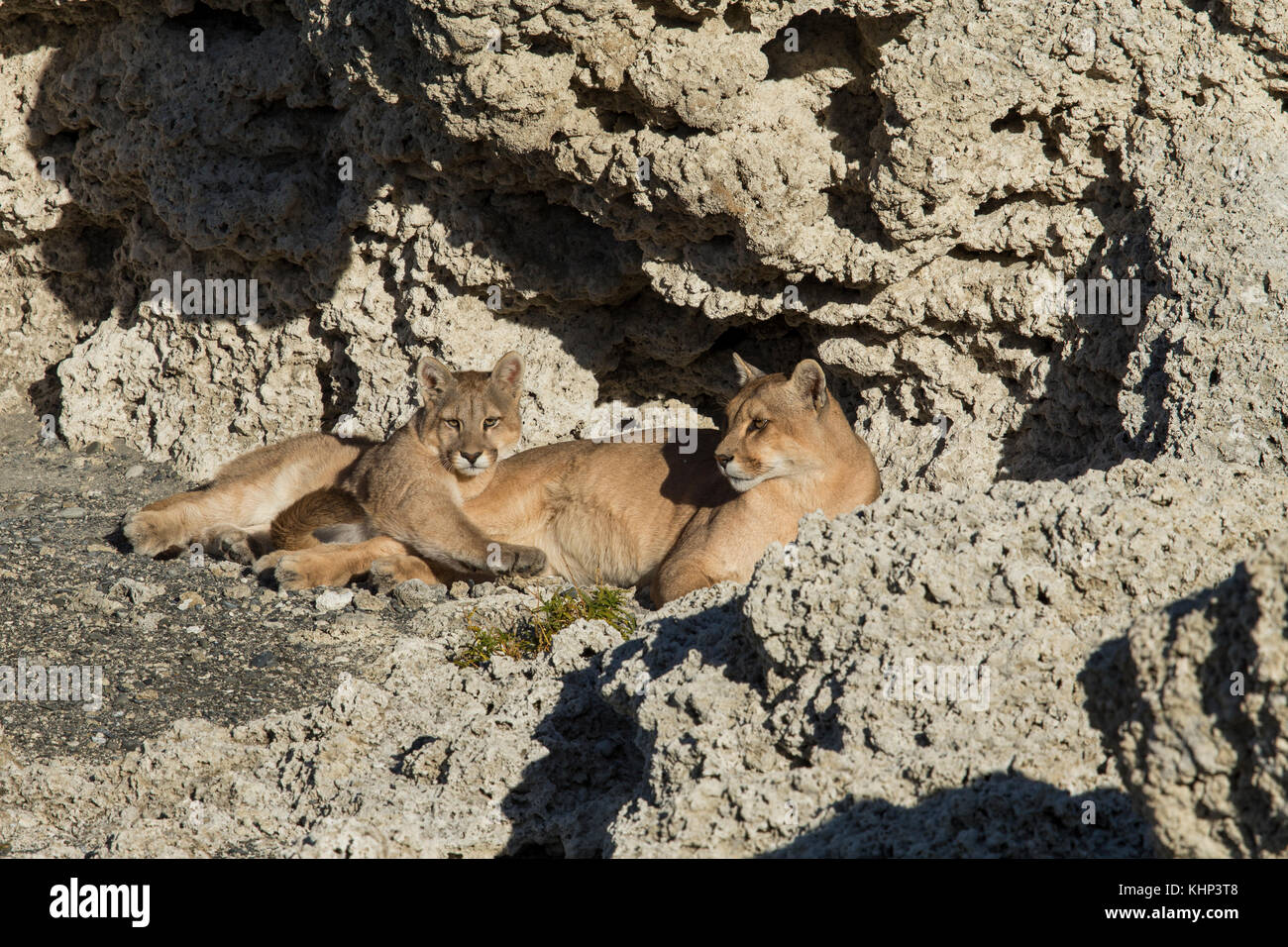 Mother puma hi-res stock photography and images - Alamy