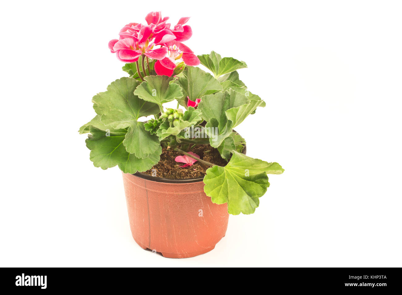 Geranium flower in pot isolated on white background Stock Photo - Alamy