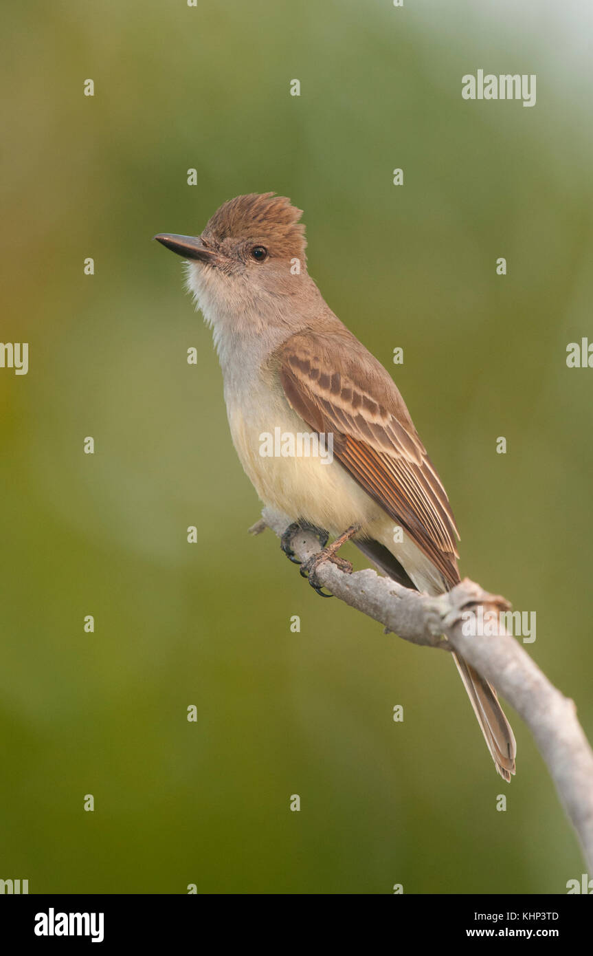 Eastern Phoebe (Sayornis phoebe), Belize Stock Photo - Alamy