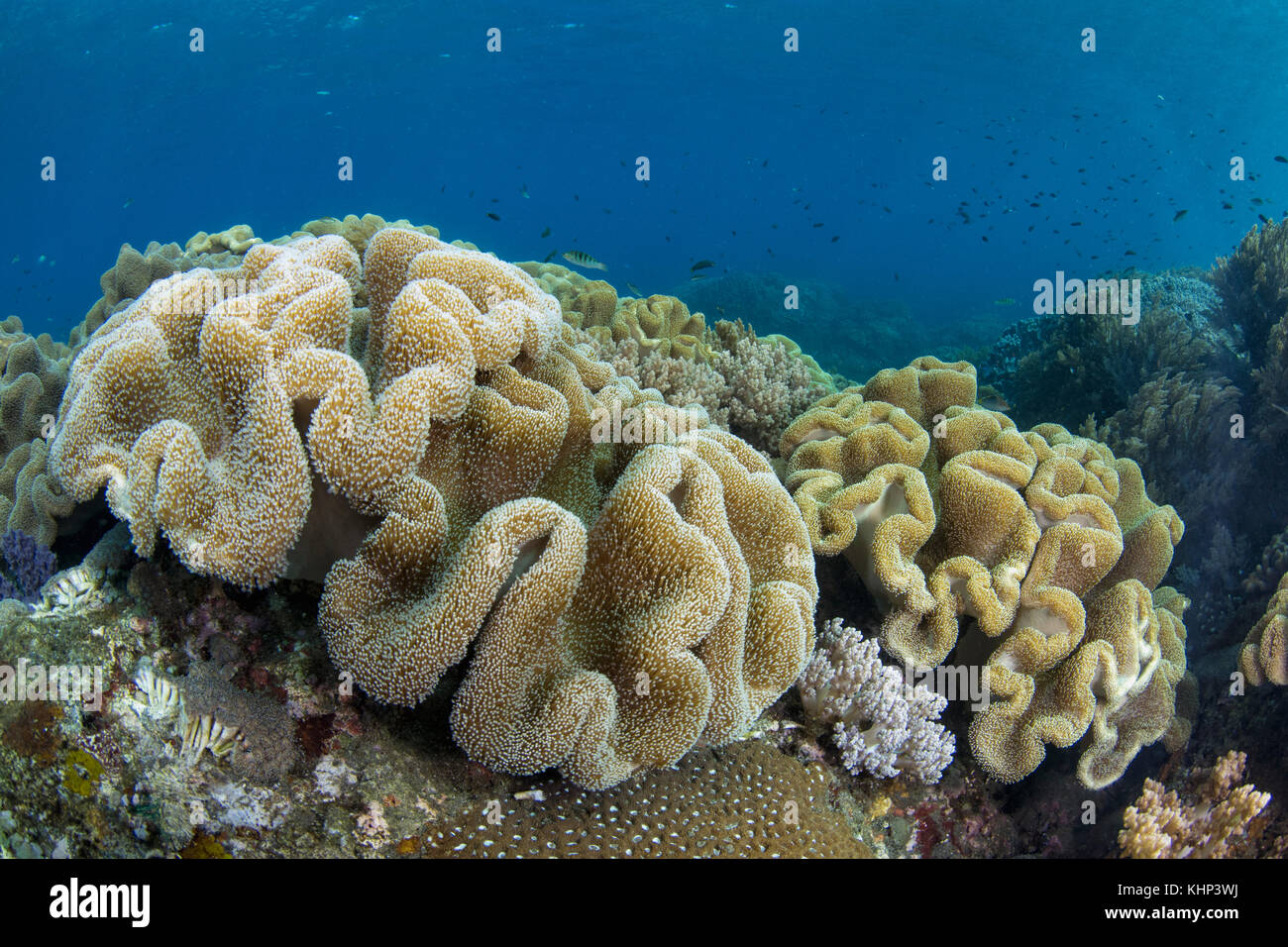 Soft Coral (Sinularia sp), Lesser Sunda Islands, Indonesia Stock Photo ...