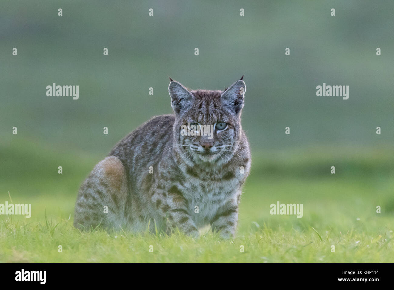 Bobcat (Lynx rufus), Point Reyes National Seashore, California Stock ...