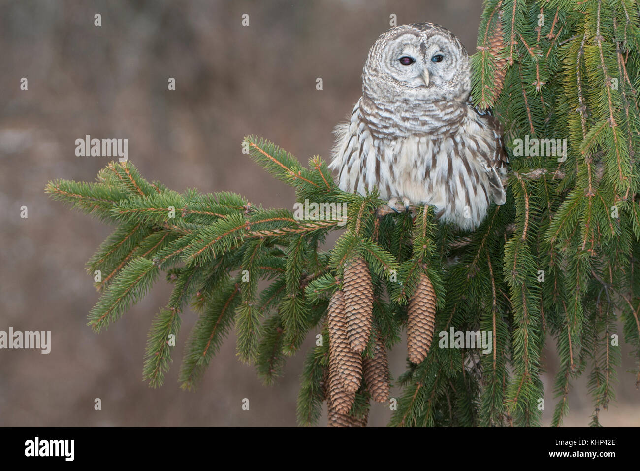 Barred Owl (Strix varia), Howell Nature Center, Michigan Stock Photo ...