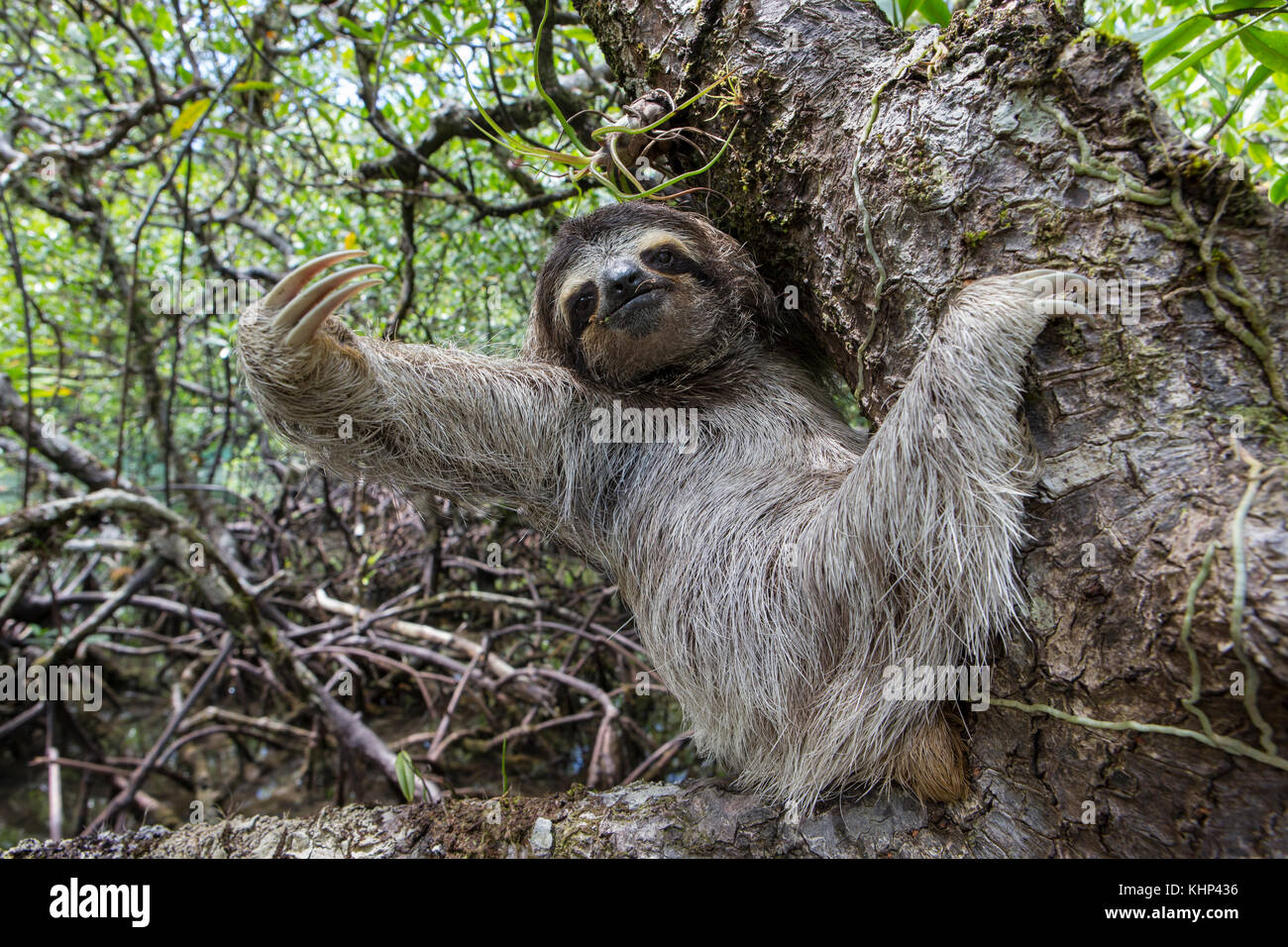 Pygmy Three-toed Sloth (Bradypus pygmaeus), Isla Escudo de Veraguas ...