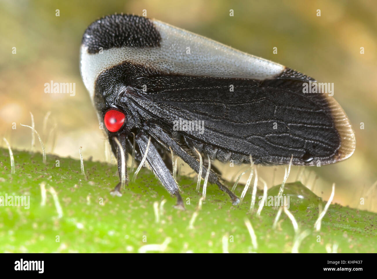 Treehopper (Membracis sp), Mindo, Ecuador Stock Photo - Alamy