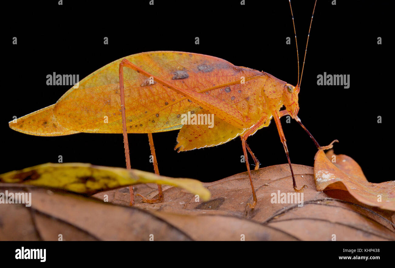 Dead Leaf Katydid (Orophus tessellatus), Panama Stock Photo - Alamy