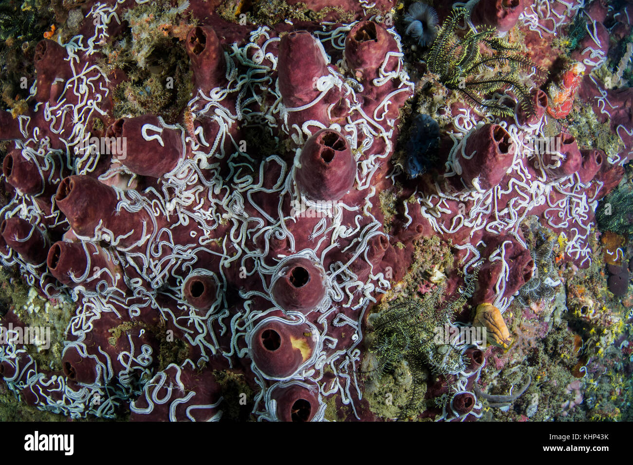 Sea Cucumber (Synaptula lamperti) group on coral, Raja Ampat Islands ...