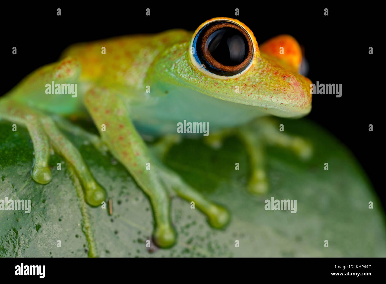 Green Bright-eyed Frog (Boophis viridis), Andasibe-Mantadia National ...
