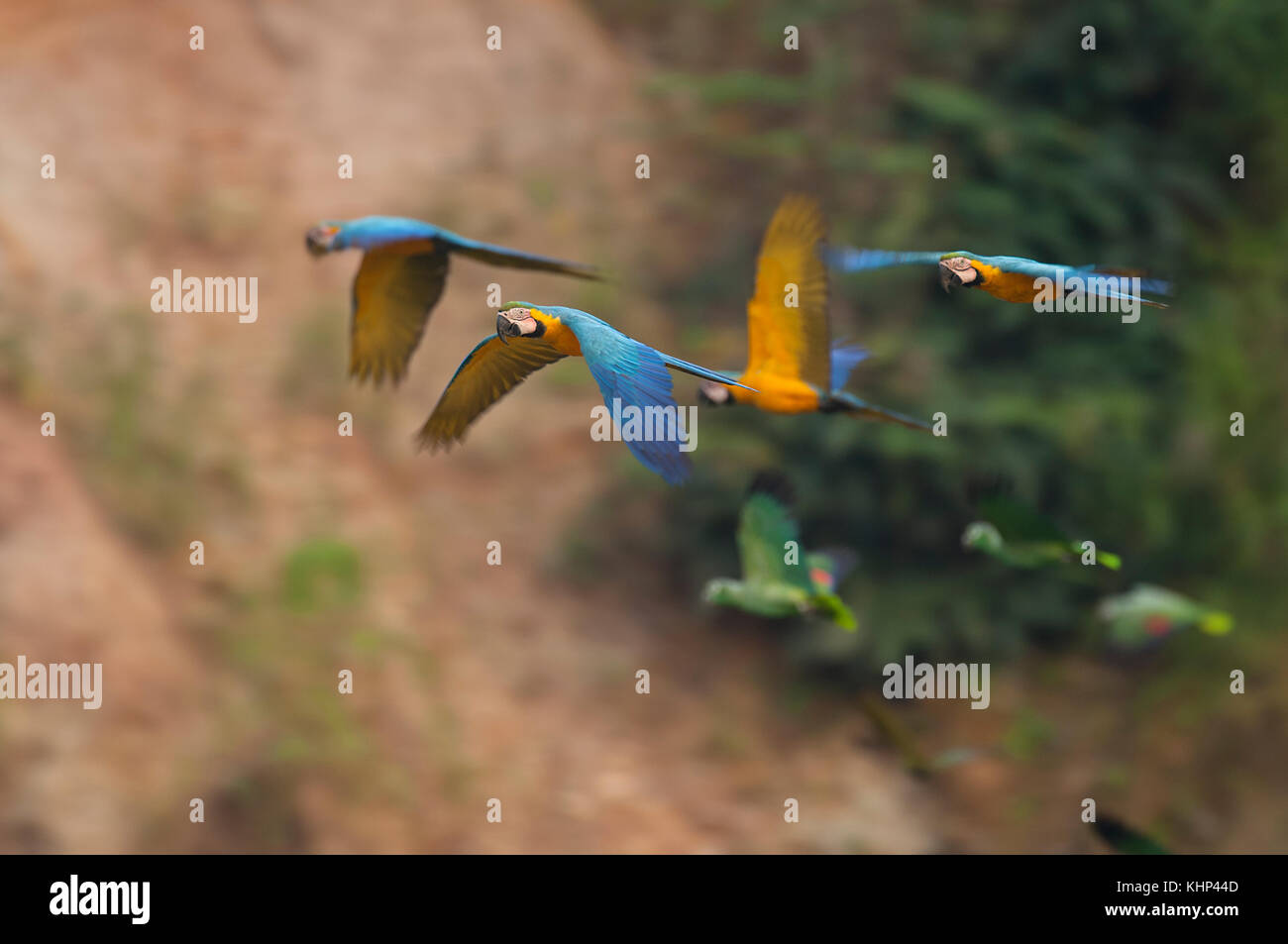 Blue and Yellow Macaw (Ara ararauna) group flying, Ecuador Stock Photo ...