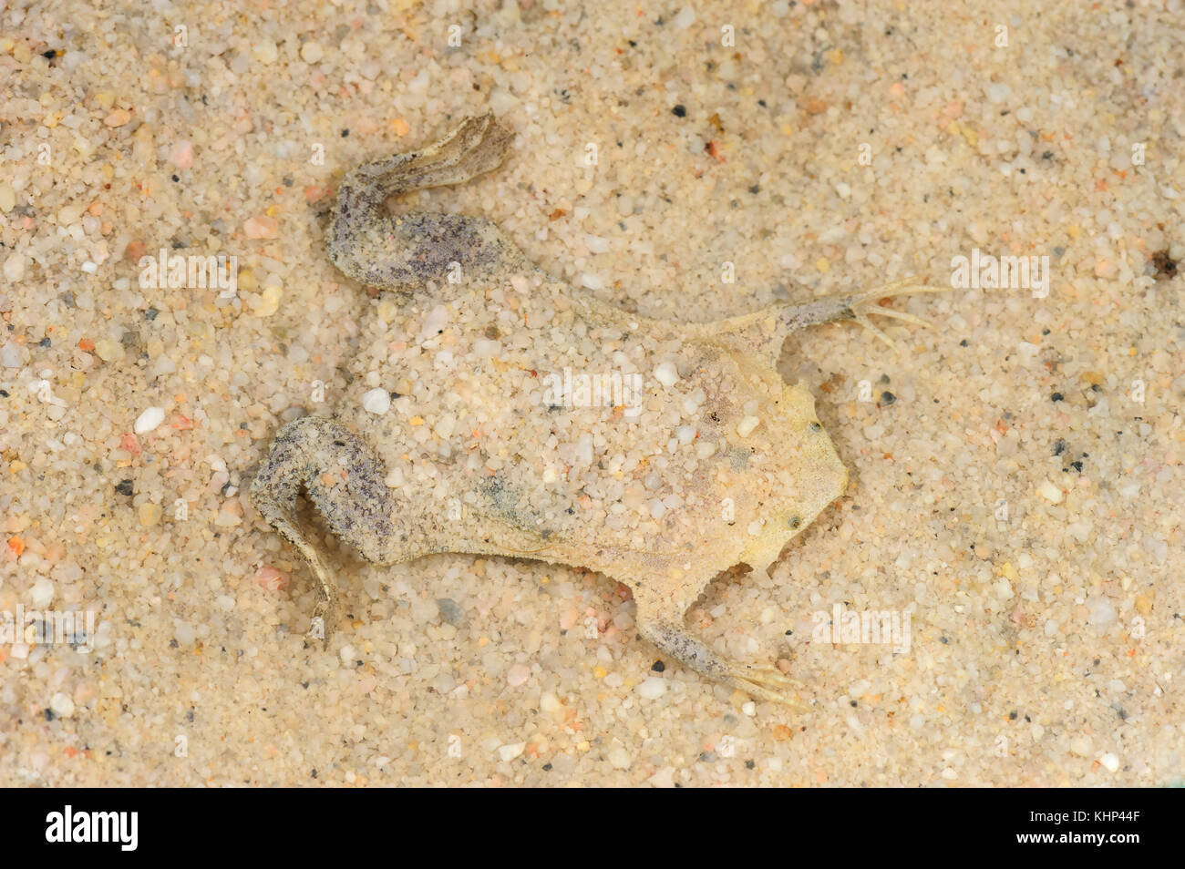 Surinam Toad (Pipa pipa) camouflaged under sand, Leticia, Colombia ...