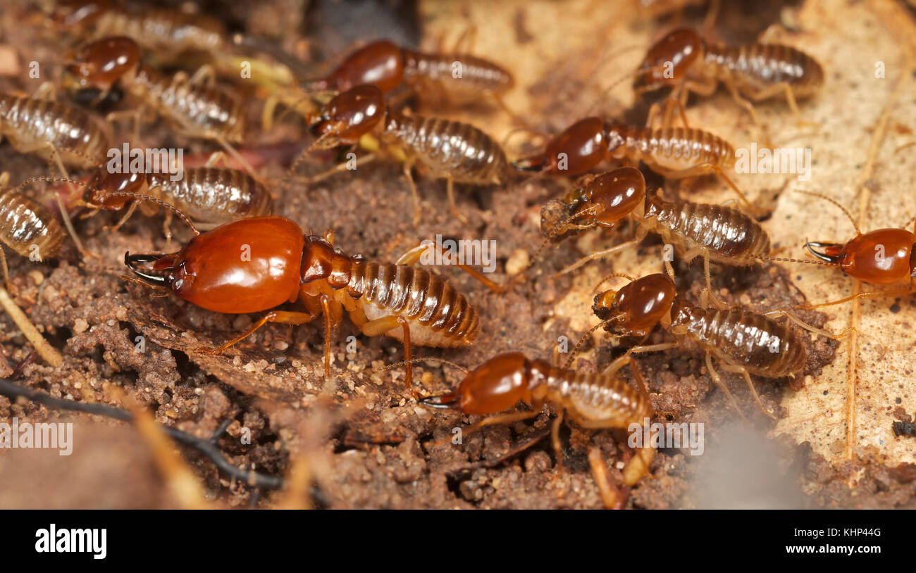 Termite (Macrotermes carbonarius) workers and soldier, Khao Yai ...