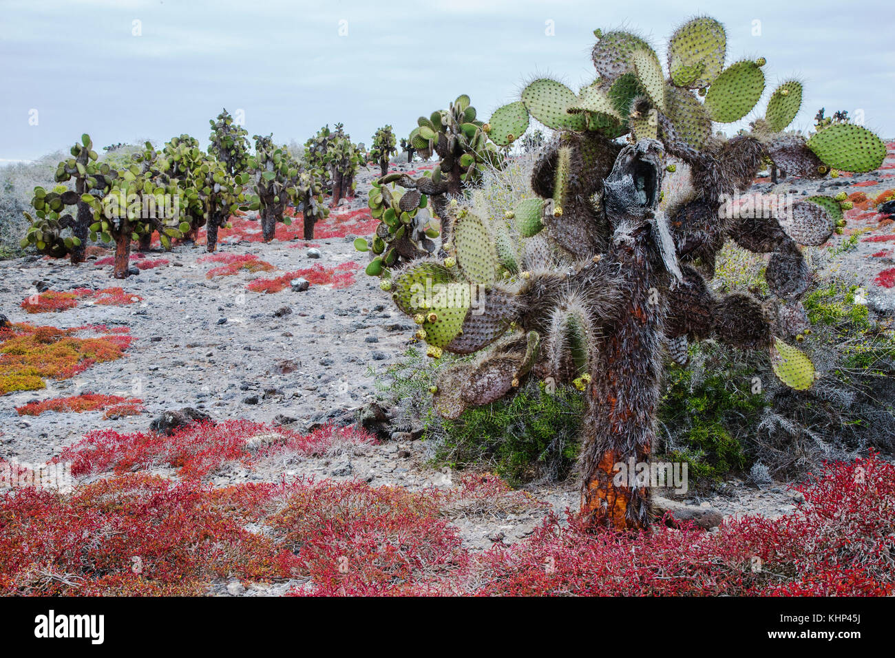 Opuntia (Opuntia echios) cacti, Suarez Point, Espanola Island ...