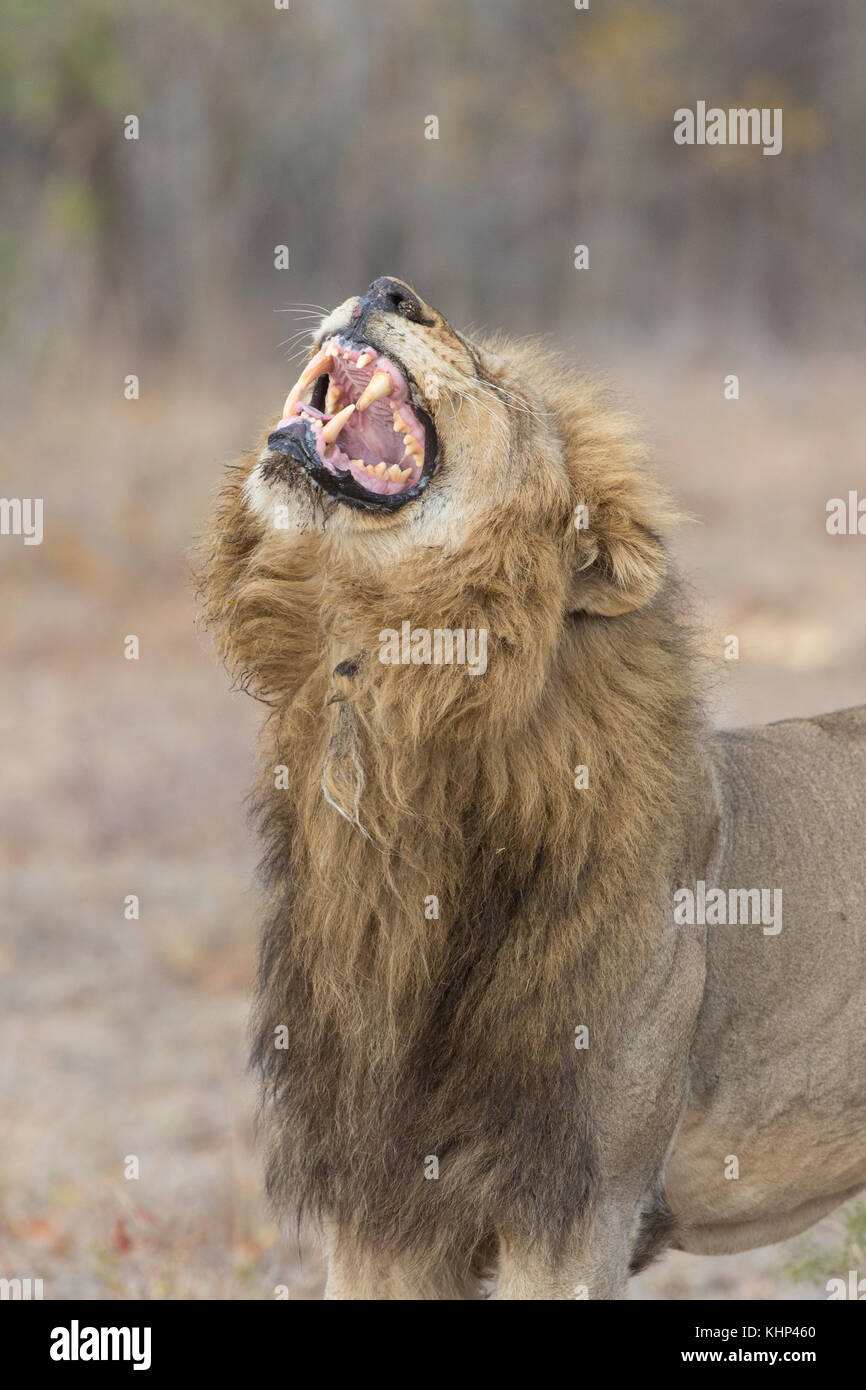 African Lion (Panthera leo) male flehming, Sabi-sands Game Reserve ...