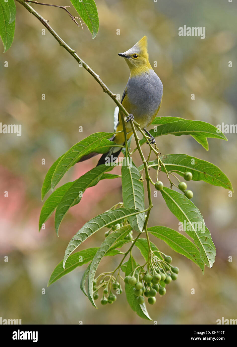 Long-tailed Silky-flycatcher (Ptilogonys caudatus), Costa Rica Stock ...