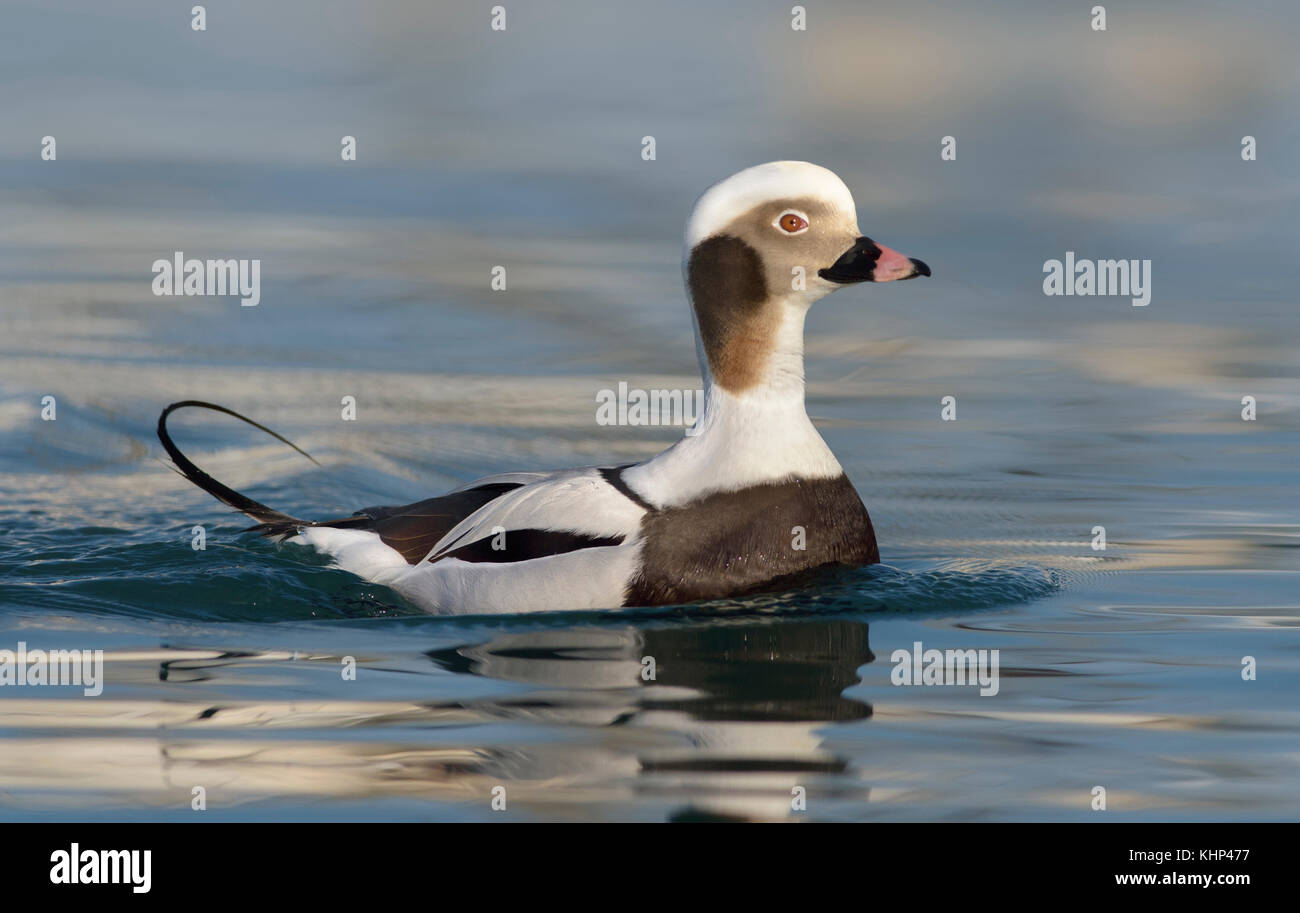 Long-tailed Duck (Clangula hyemalis) male, Alaska Stock Photo - Alamy