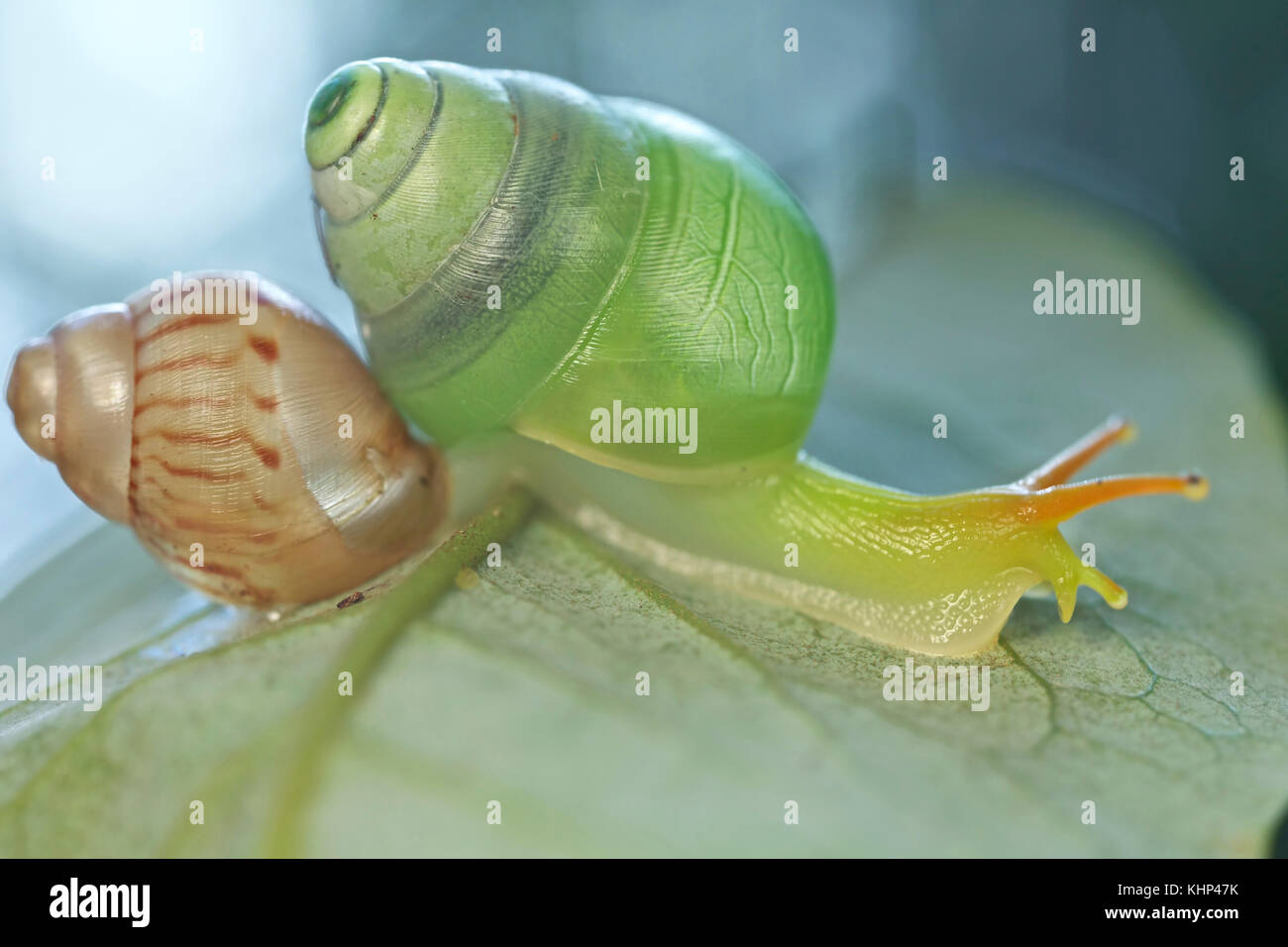 Land Snail (Edentulina sp) with snail prey, Amani Nature Reserve ...