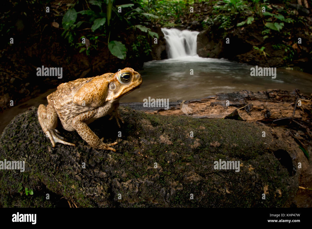 Cane Toad (Bufo marinus) near waterfall, Osa Peninsula, Costa Rica ...