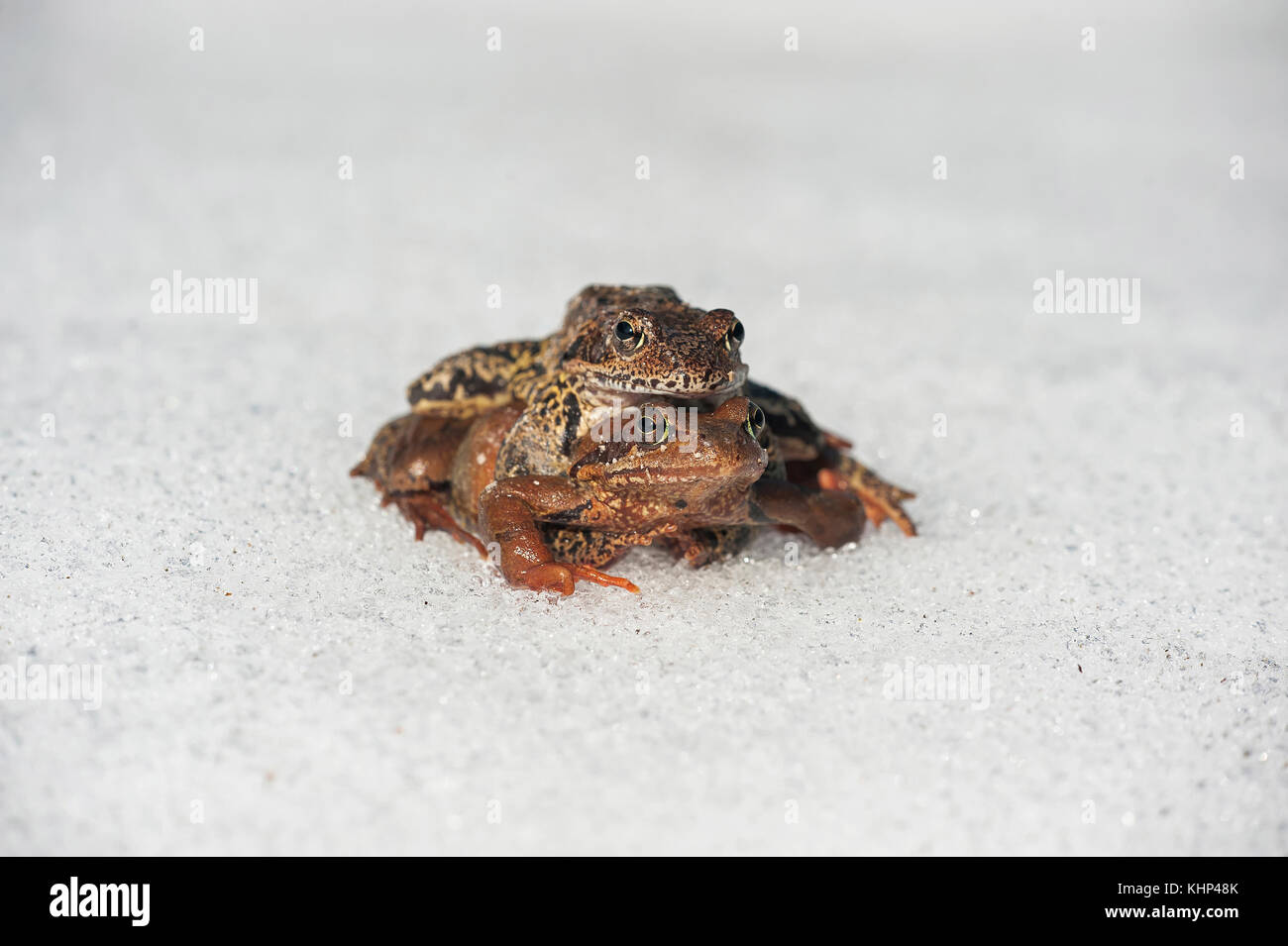 Common Frog (Rana temporaria) pair in amplexus on snow, Austria Stock ...