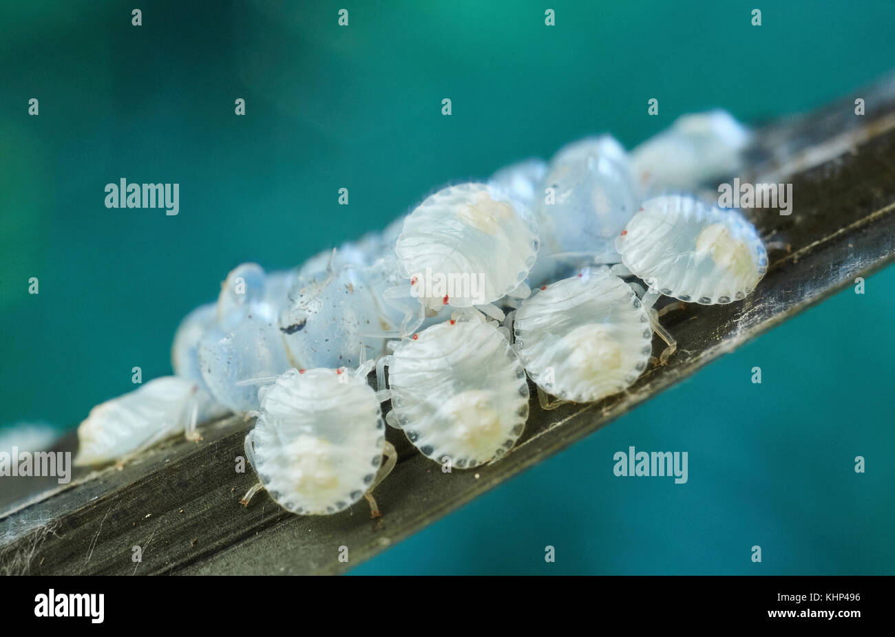 Stink Bug (Pentatomidae) group, Yasuni National Park, Ecuador Stock ...