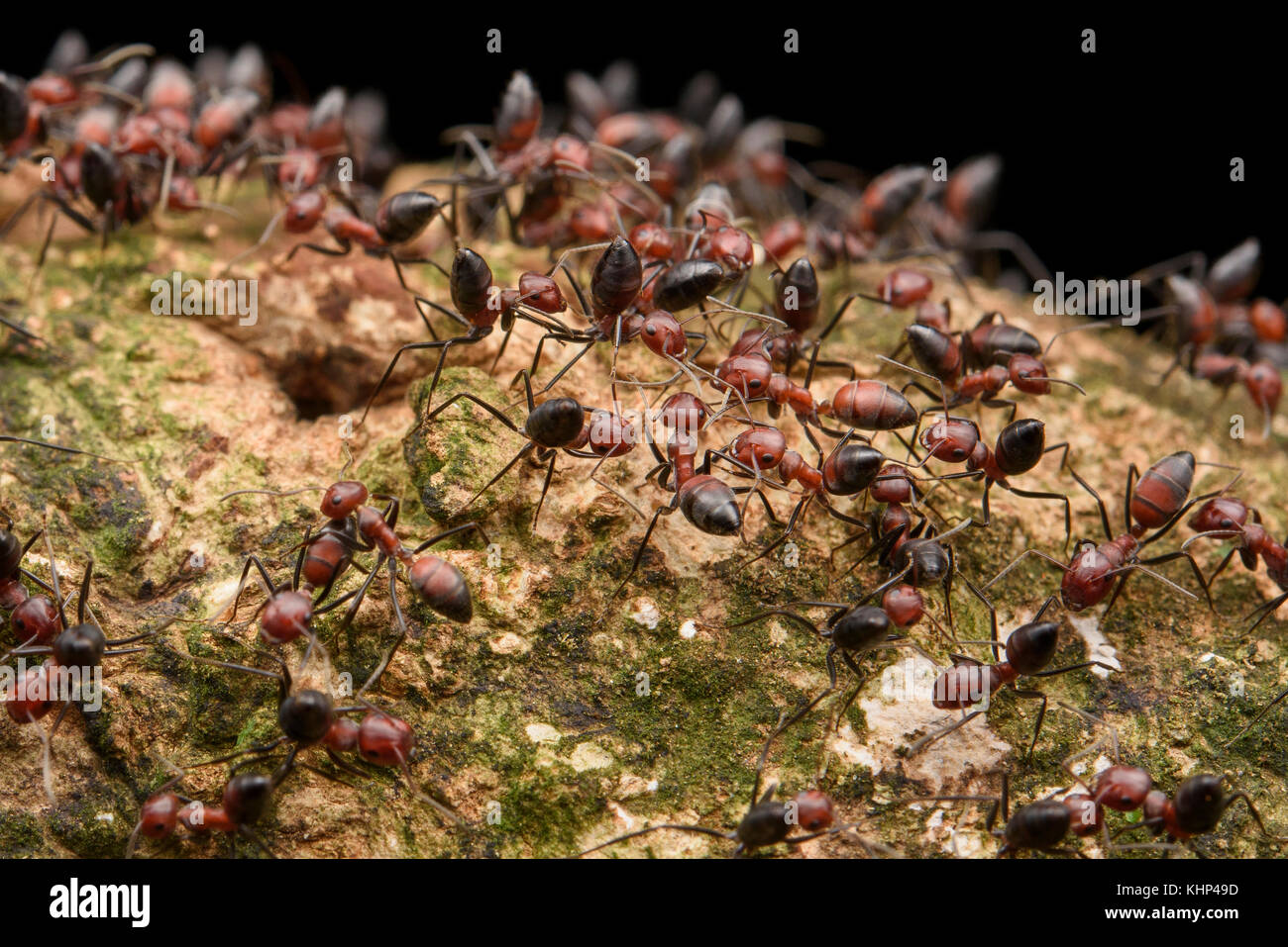 Ant (Colobopsis sp) group guarding entrance to nest, they explode their ...