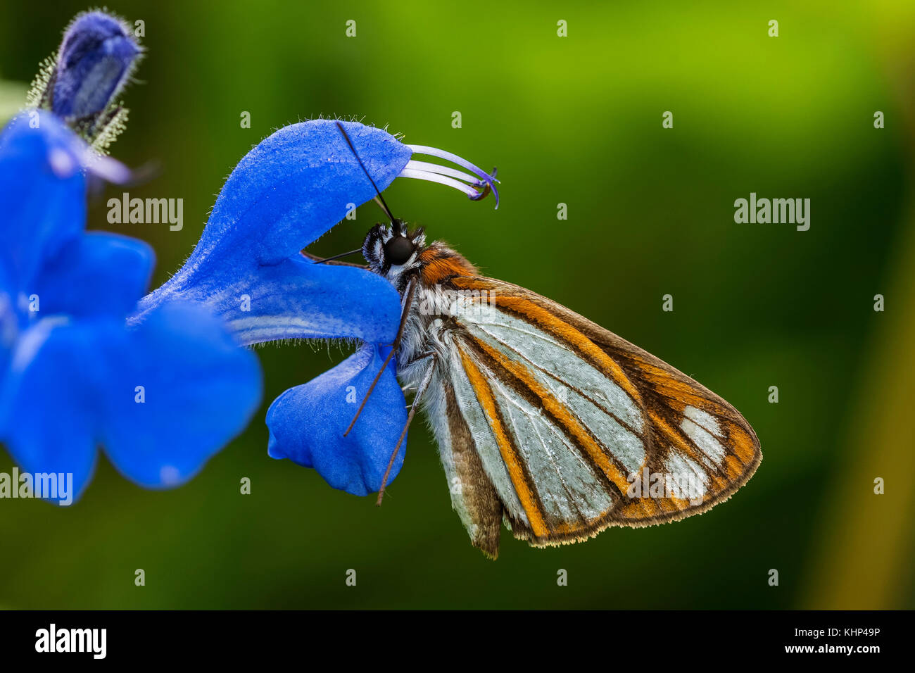 Cloud-forest Fantastic-Skipper (Vettius coryna) butterfly feeding on ...