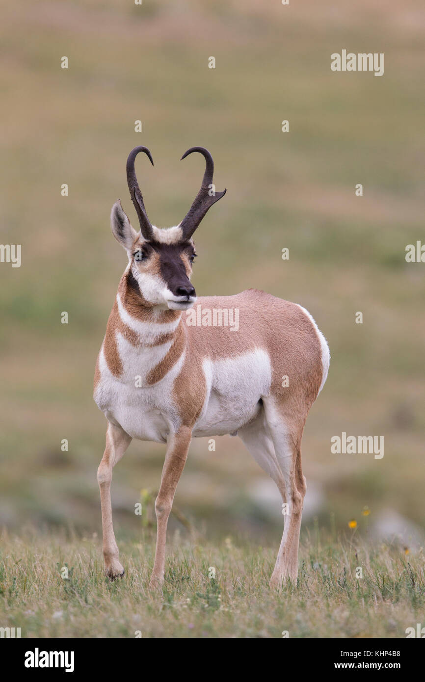 Pronghorn Antelope (Antilocapra americana) male, eastern Montana Stock ...