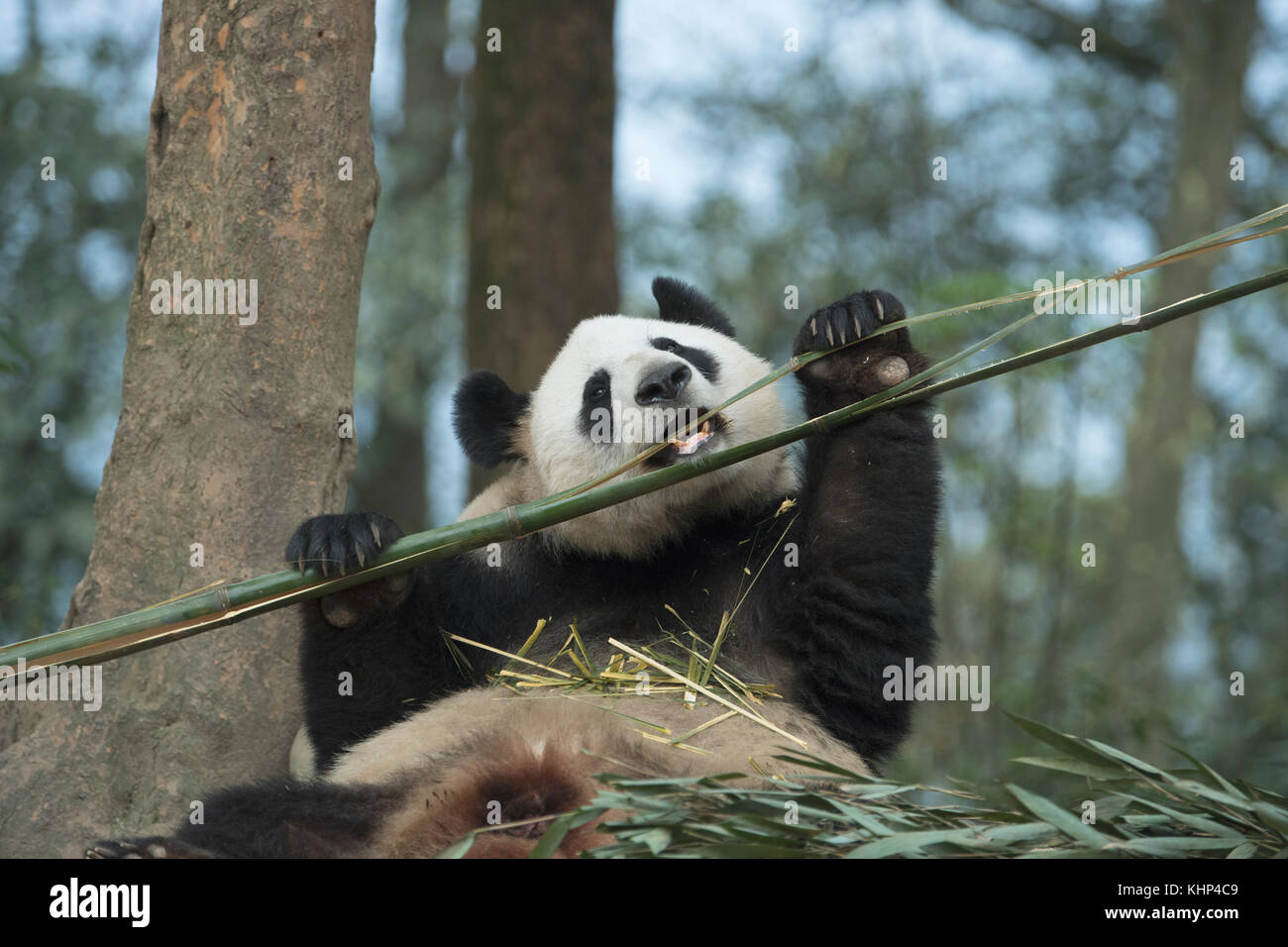 Giant Panda (Ailuropoda melanoleuca) feeding on bamboo, Wolong Nature ...