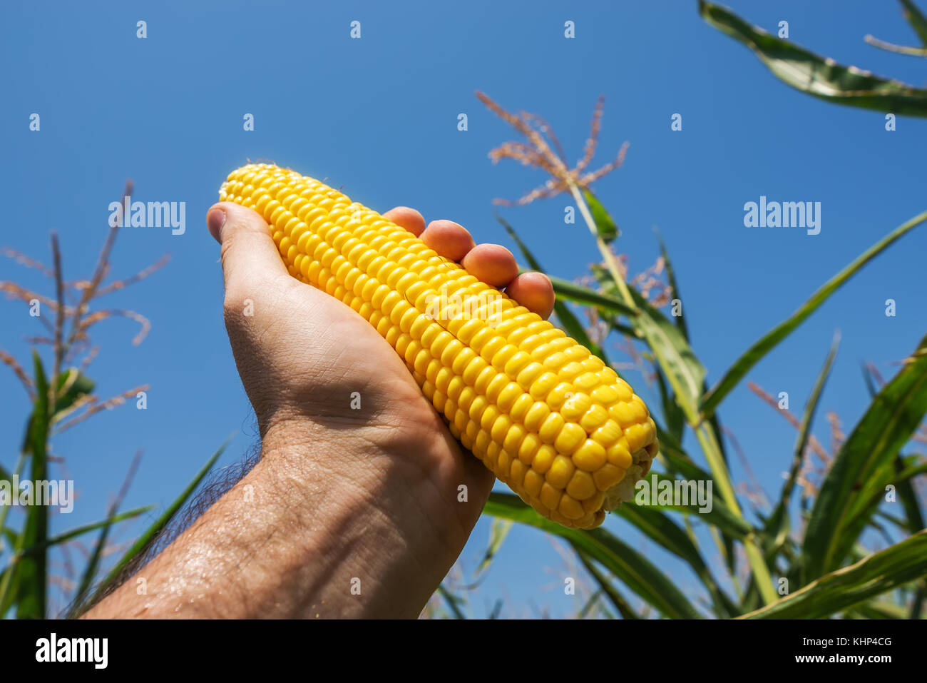 golden maize in hand over field Stock Photo - Alamy