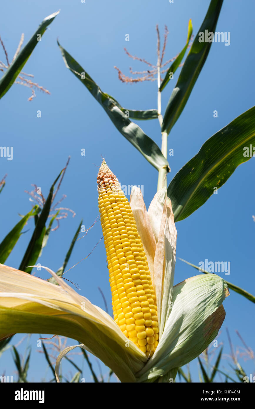 golden color maize on stem Stock Photo - Alamy