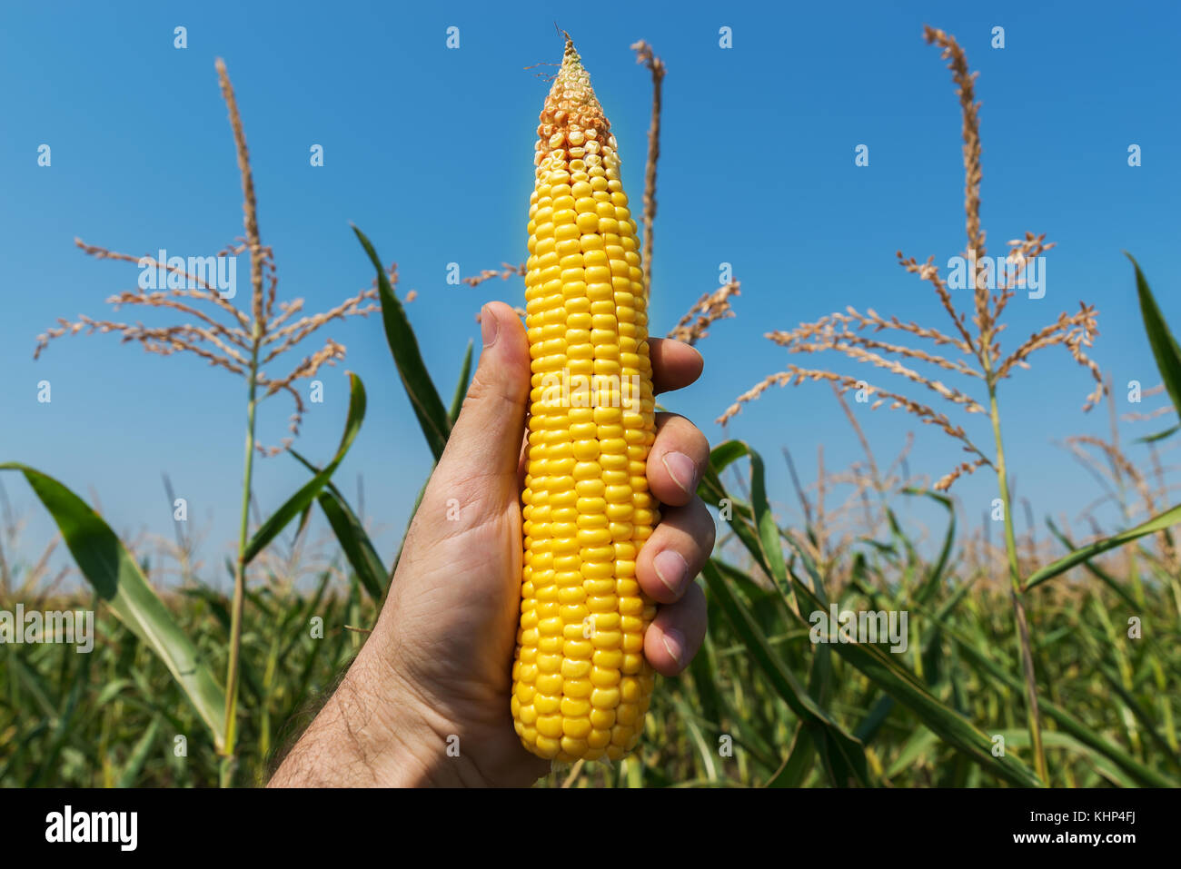 golden color maize in hand over field Stock Photo - Alamy