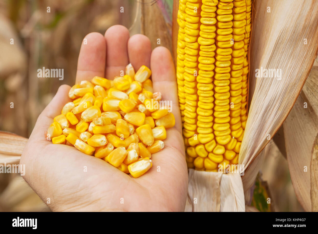 maize corn in hand Stock Photo - Alamy