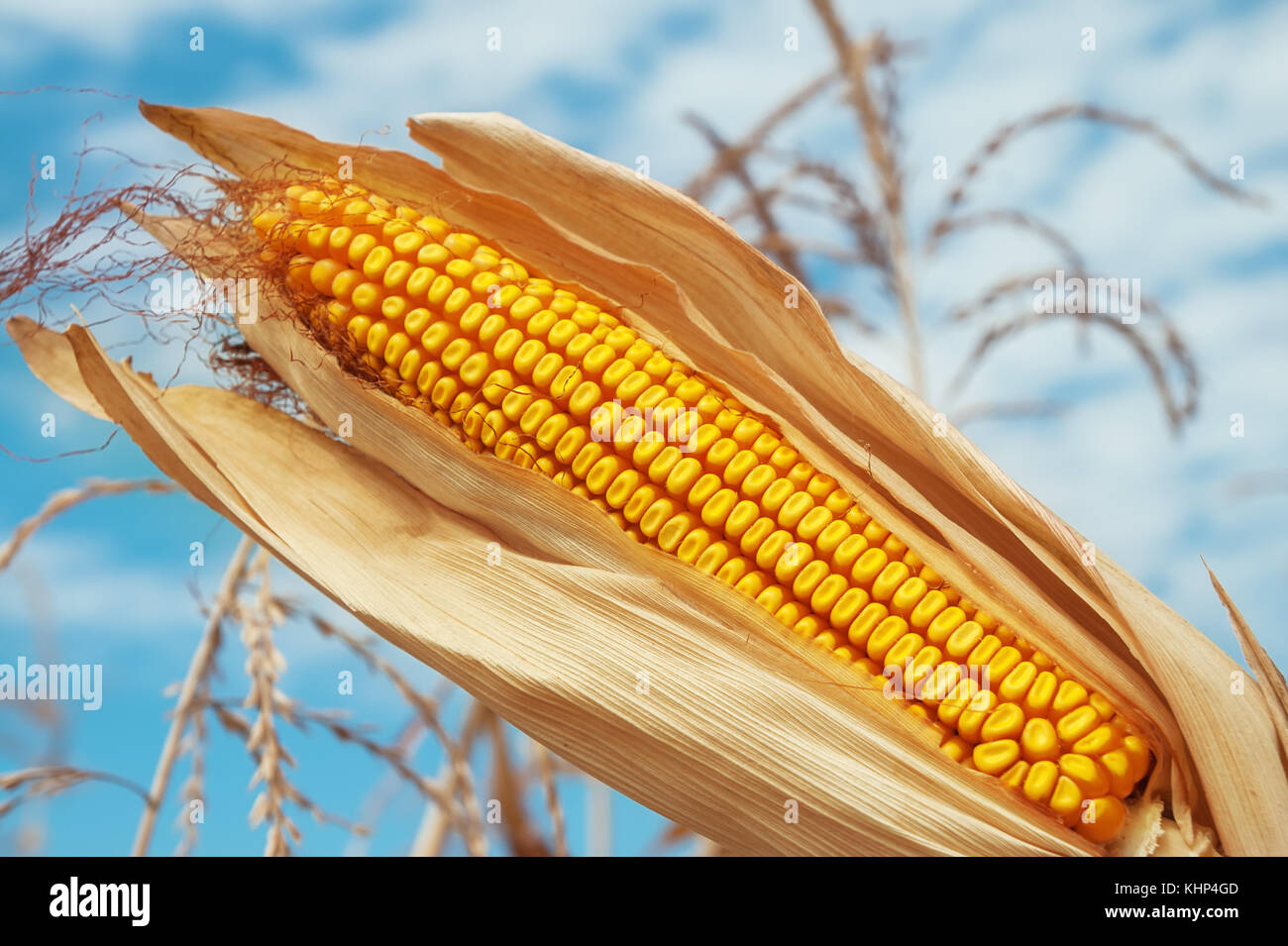 golden color maize on field Stock Photo - Alamy