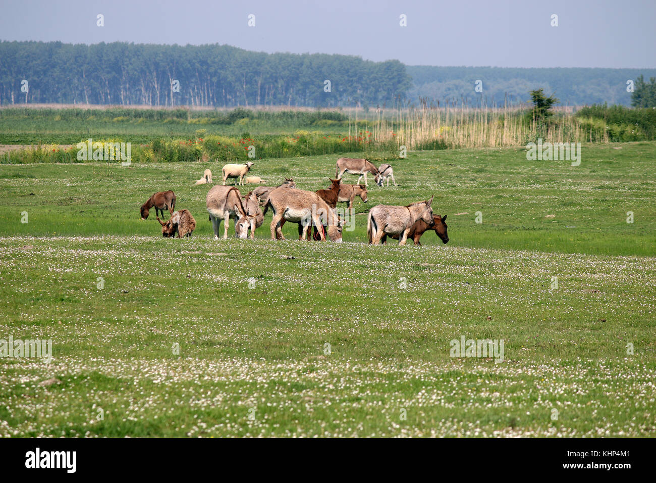 Donkeys at pasture hi-res stock photography and images - Alamy