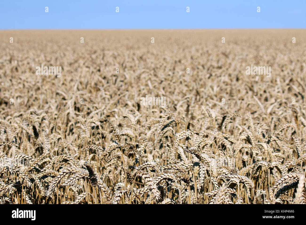 golden wheat field landscape agriculture Stock Photo - Alamy